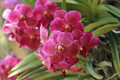 Orchid Weekend – Morikami Museum and Japanese Gardens